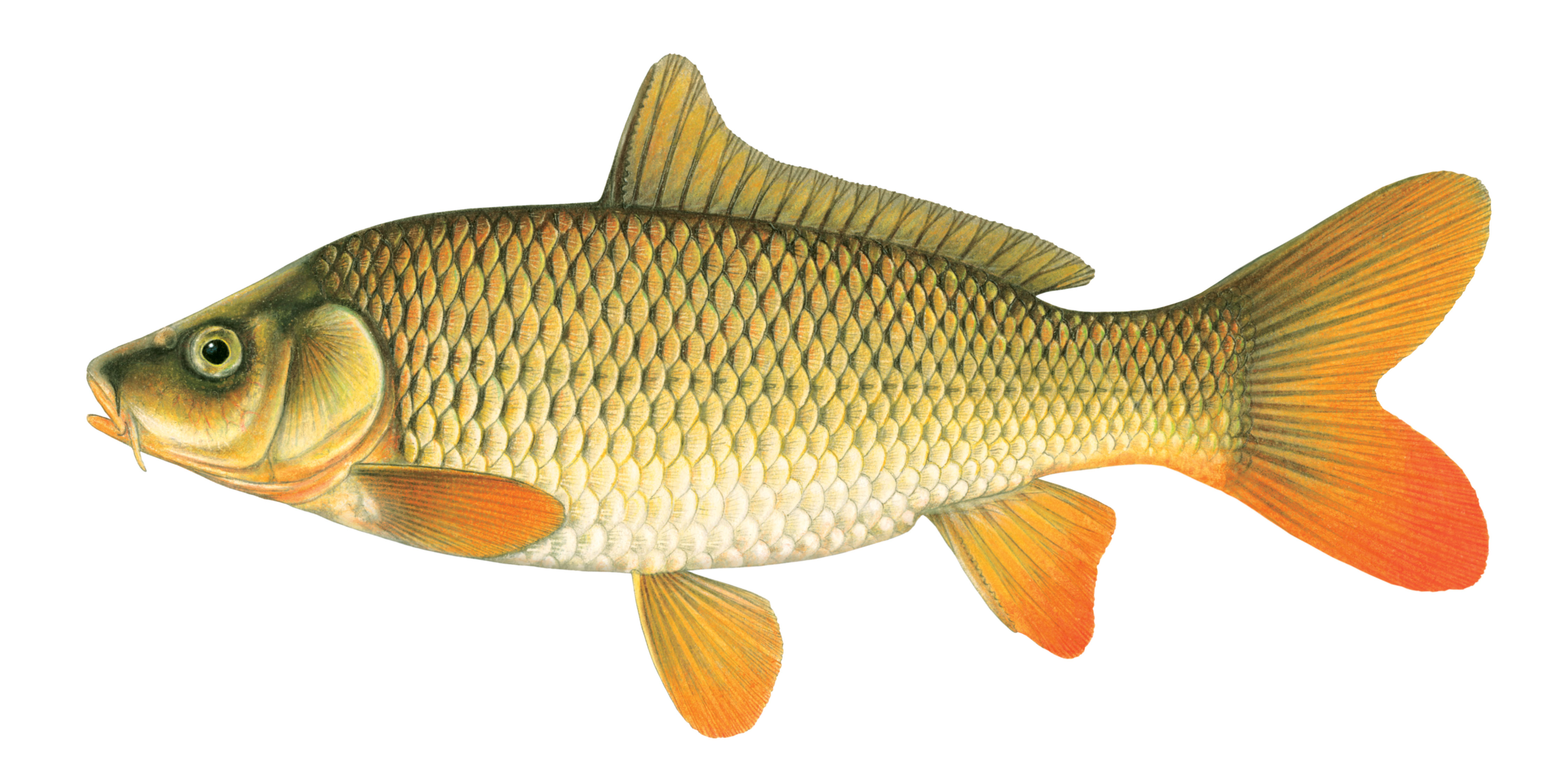 Identifying Asian Carps | Bob Lake Association